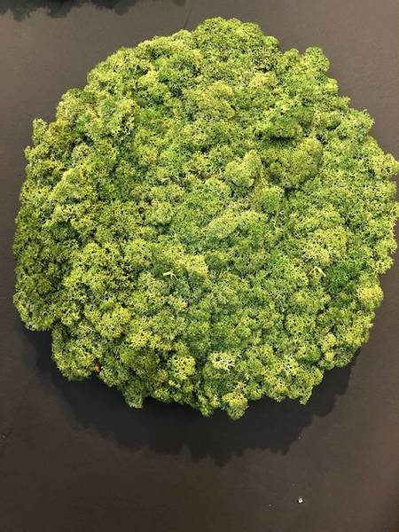 Mosebilder | Moderne kunst til hjemmet - Galleri Vågal